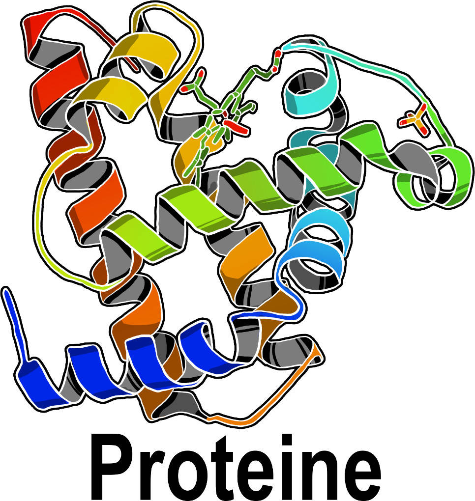 Aufbau der DNA – Struktur und Bindungen inkl. Übungen