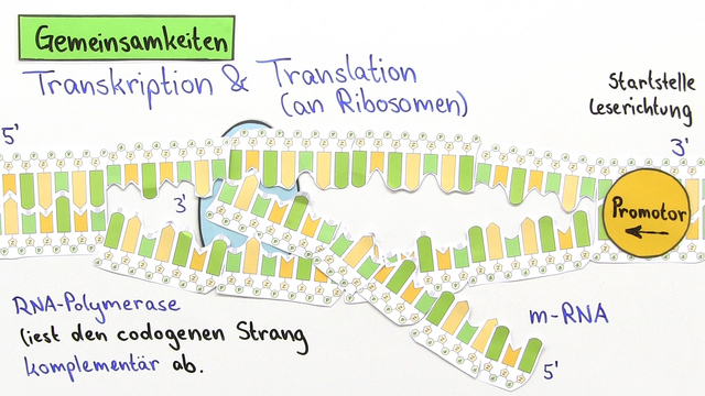 Ribosomen Pflanzenzelle Freies Lehrbuch Biologie: 06.02 Die Zelle I: